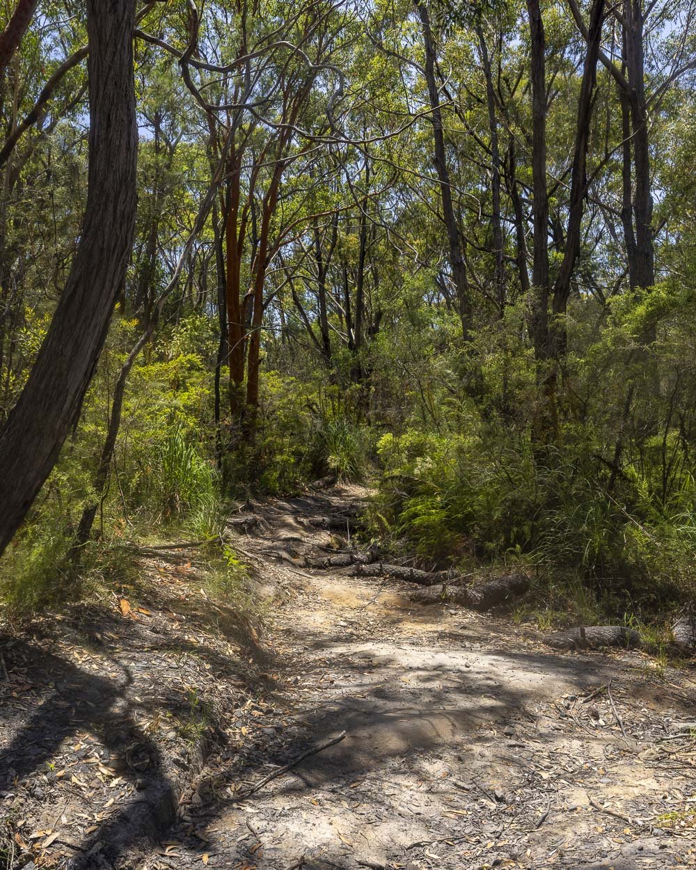 How to find the mysterious Gosford Glyphs via the shortest route — Walk ...