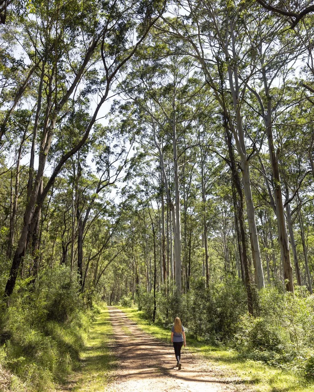 Couridjah Corridor Track: blue gums and wild swimming in the Southern ...
