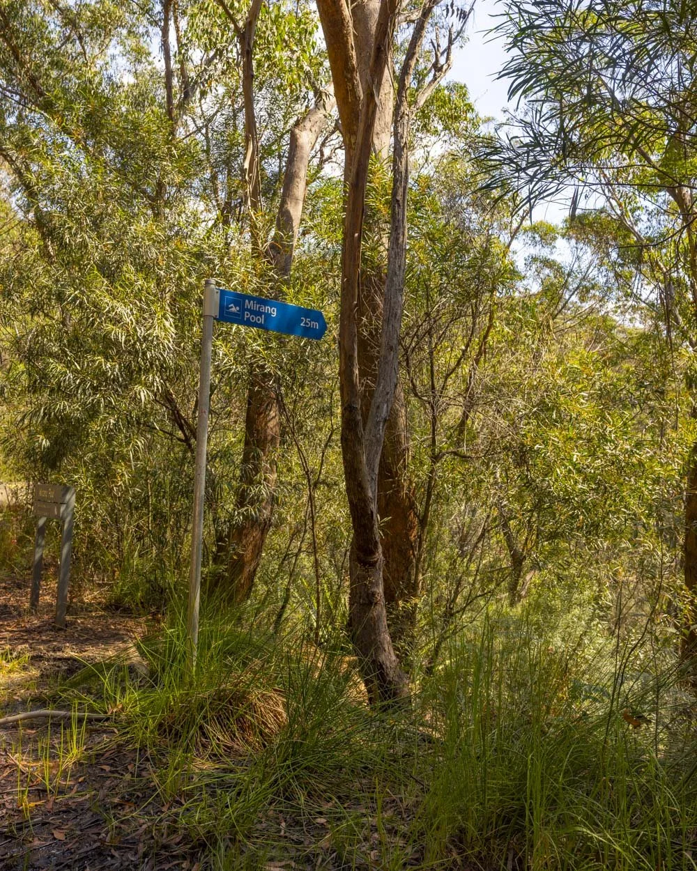 Lake Eckersley: our new favourite swimming spot in Heathcote NP — Walk ...