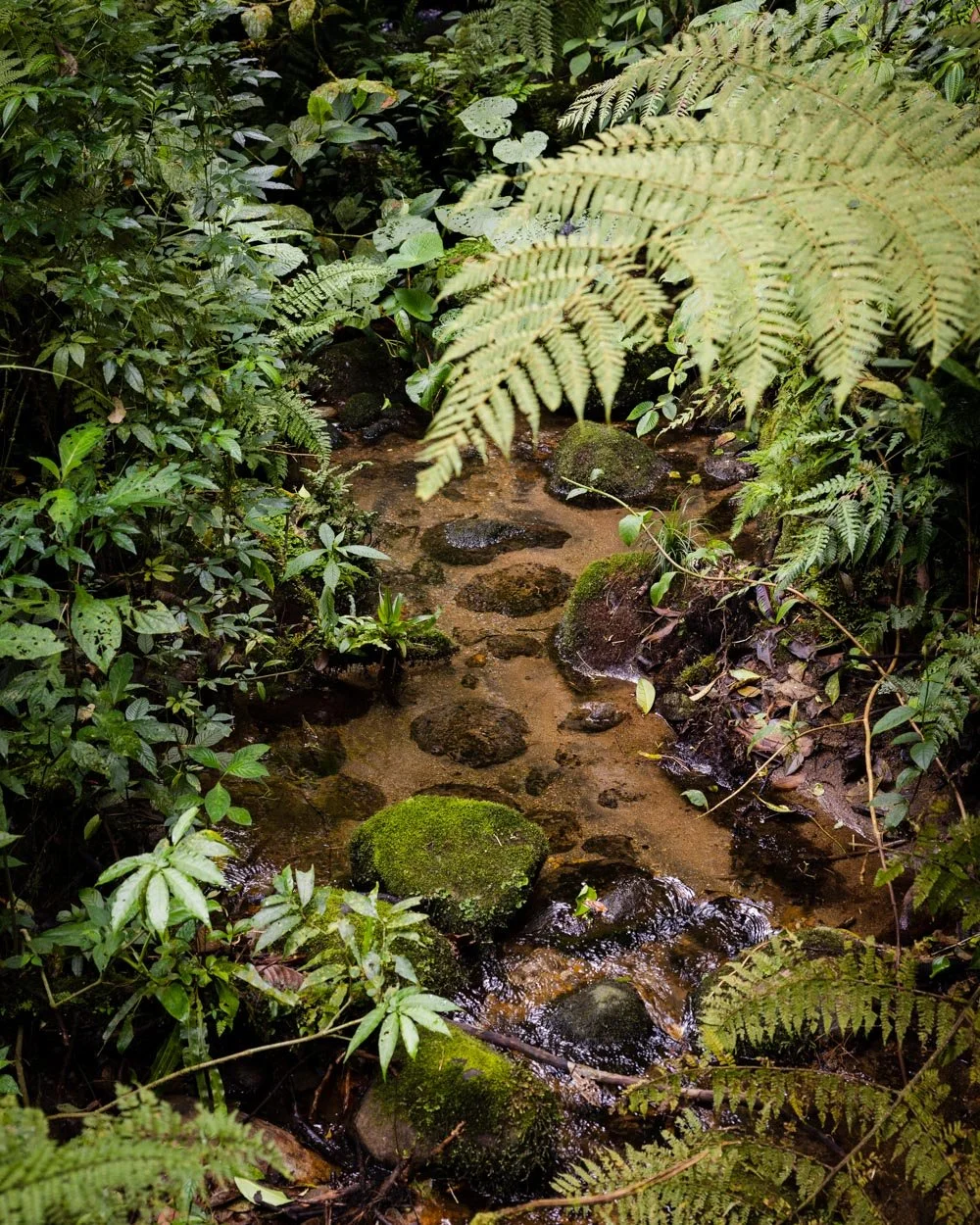 Santa Elena Cloud Forest Reserve: is this Costa Rica's most magical ...