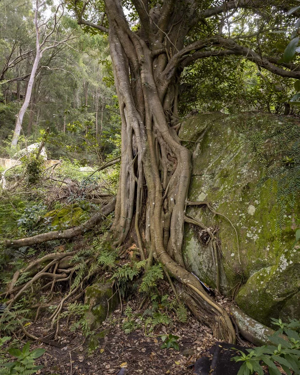 Pindar Cave: is the the Central Coast's best wild camping spot? — Walk ...