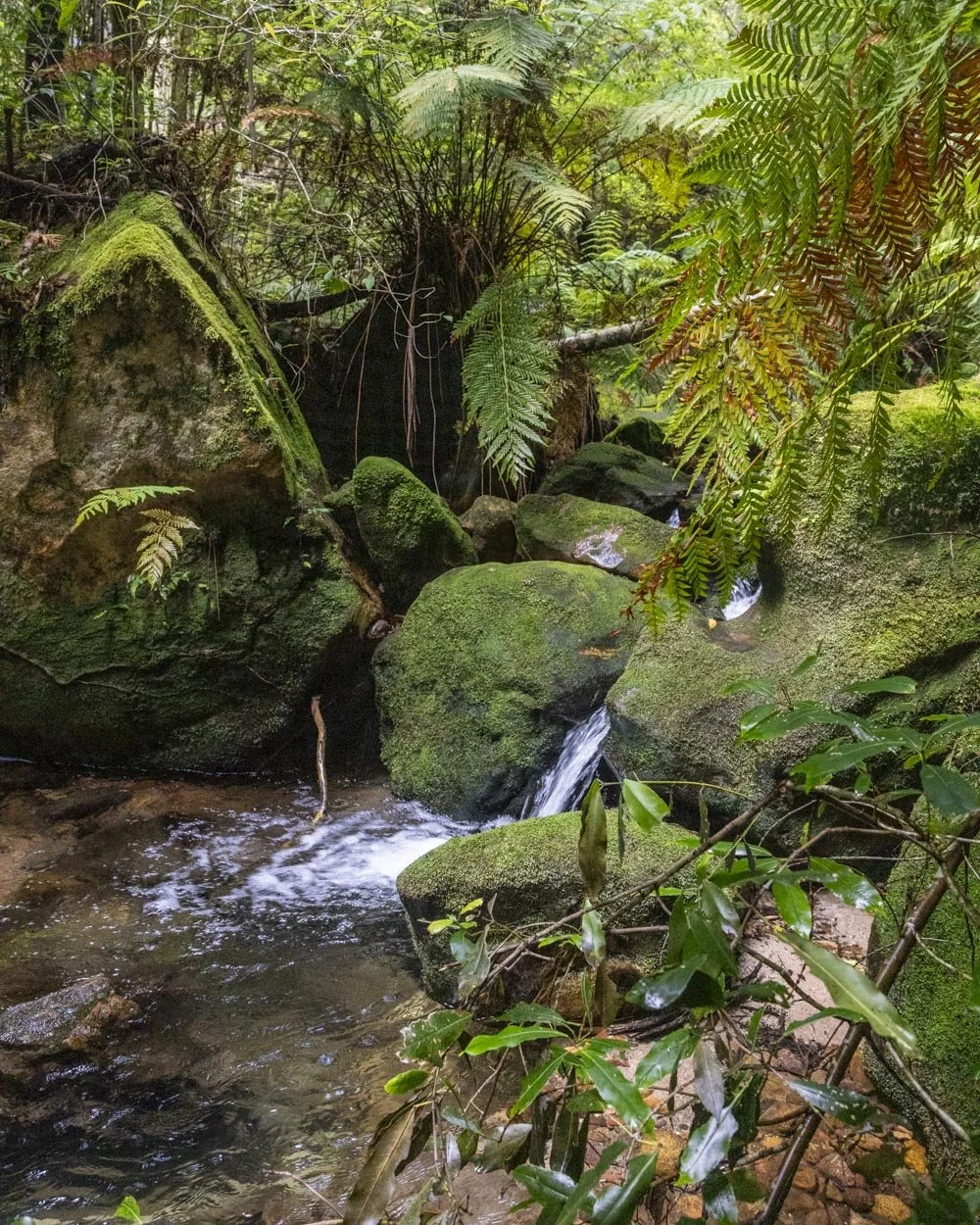 The magical swimming holes of Pierces Pass — Walk My World
