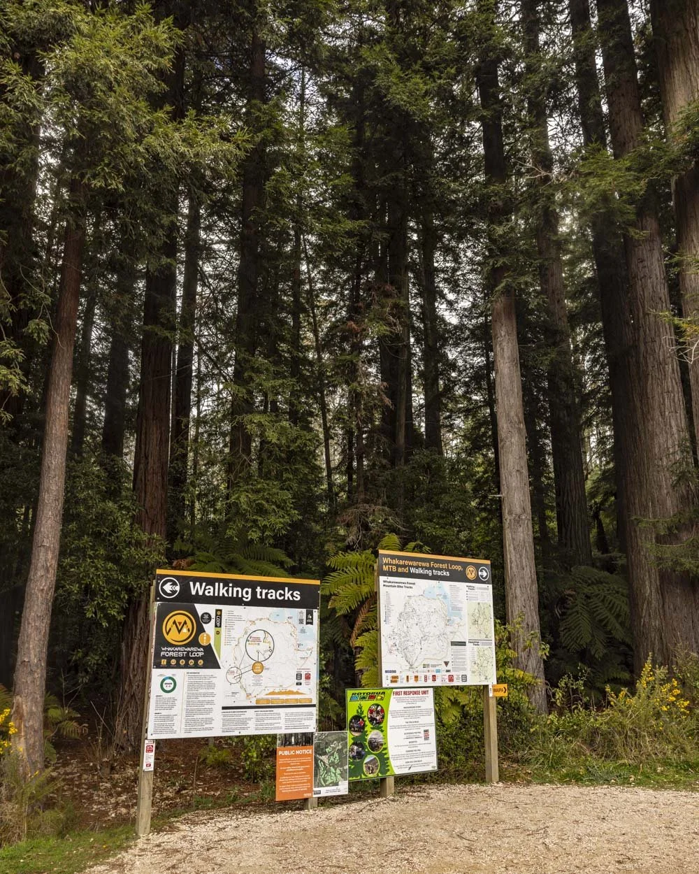 The Pohaturoa Track: how to see the famous Pohutu geyser for free ...