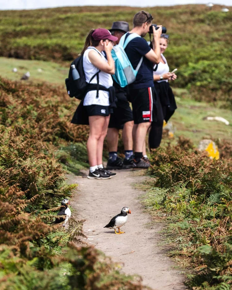 Skomer Island Puffins: is this the best wildlife experience in the UK ...