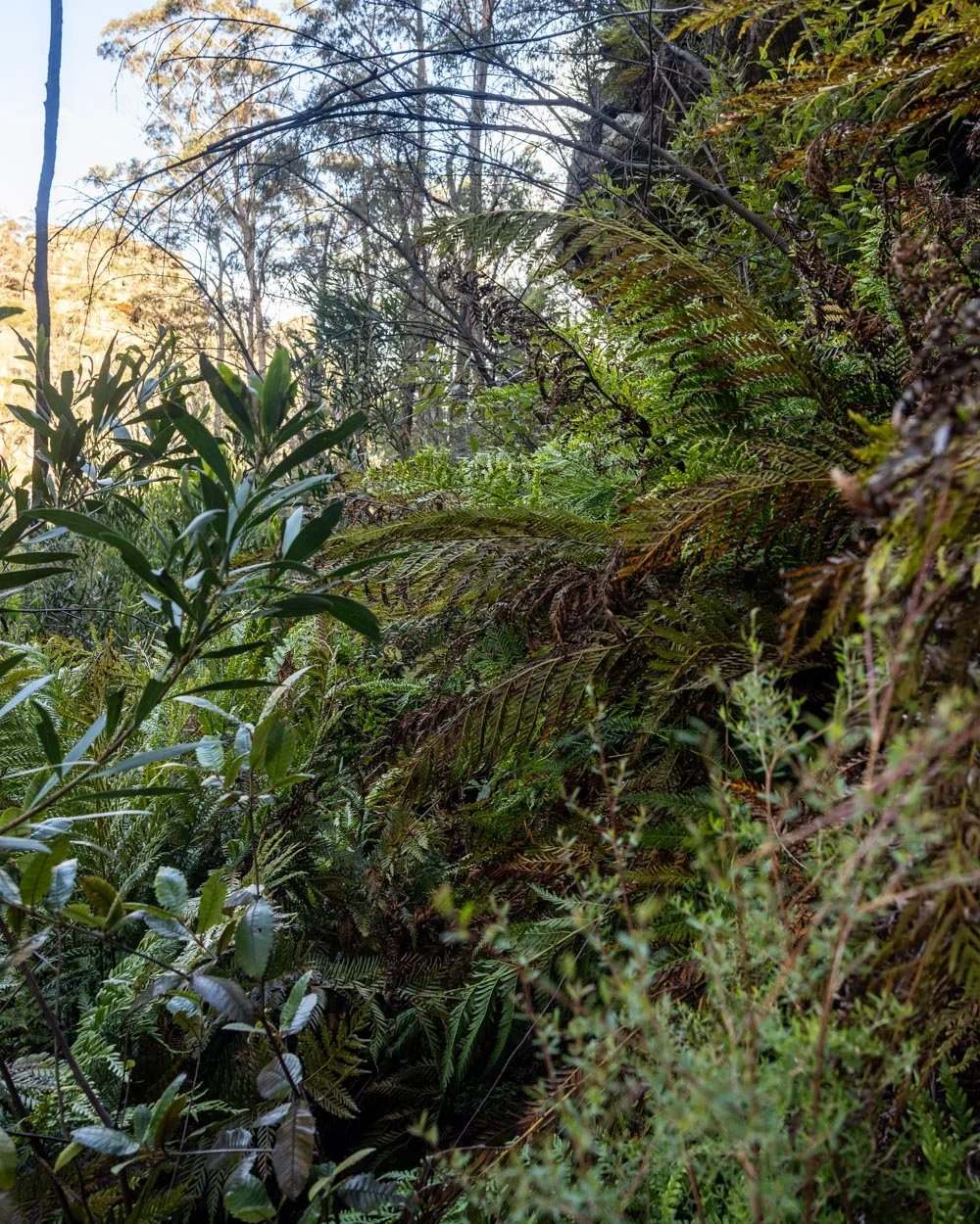 Pool of Diana: wild swimming in the Blue Mountains' hidden paradise ...