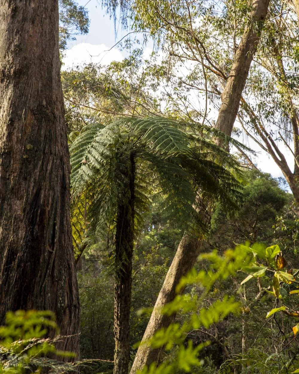 The Transit of Venus: three pretty waterfalls on one trail — Walk My World