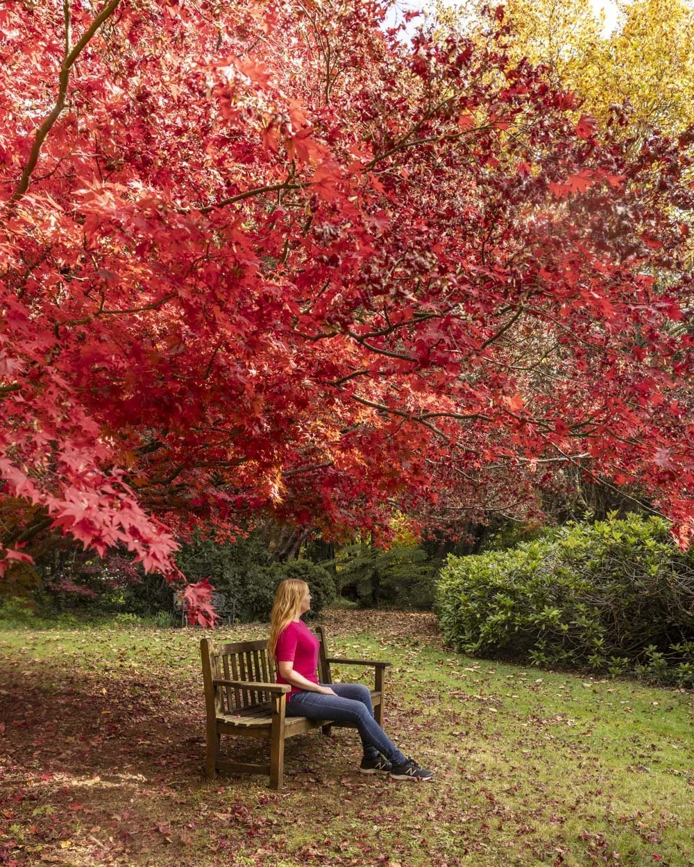 6 spectacular gardens in Mount Wilson for autumn colour — Walk My World