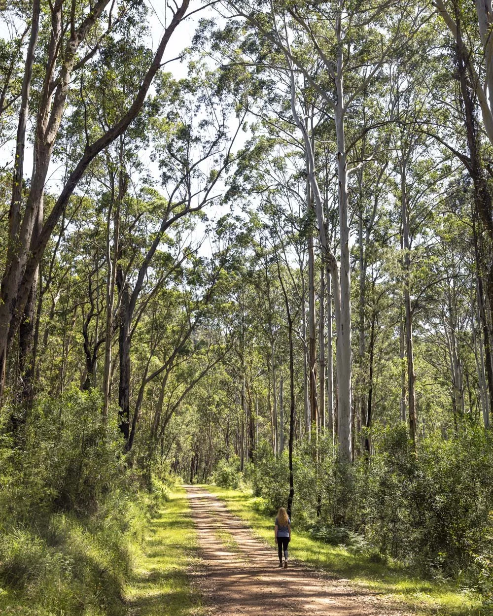 Couridjah Corridor Track: blue gums and wild swimming in the Southern ...