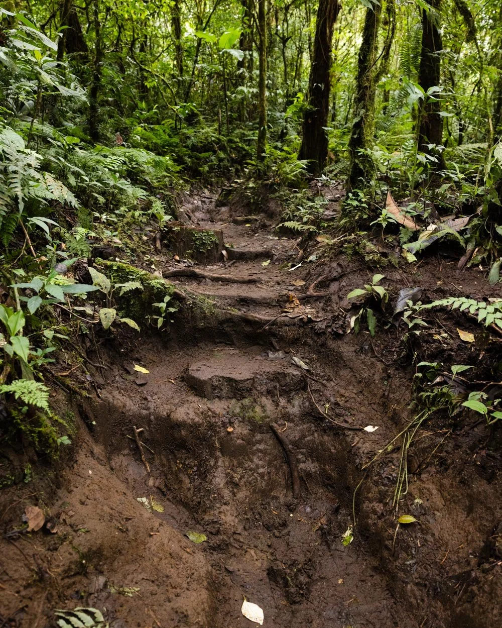 Santa Elena Cloud Forest Reserve: is this Costa Rica's most magical ...