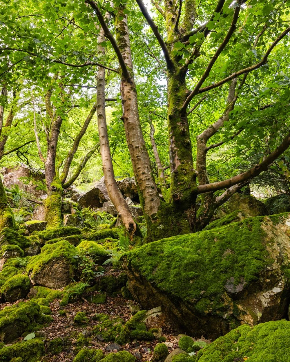 The Bowder Stone and the beautiful easy walk beyond — Walk My World