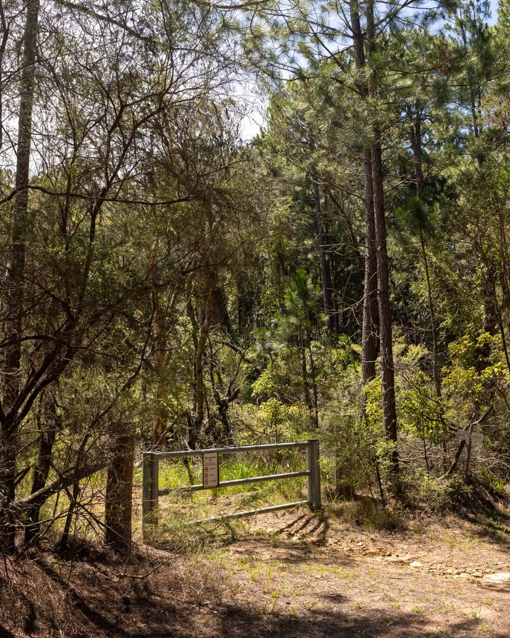 Exactly how to find the Central Coast's incredible Mega Cave — Walk My ...