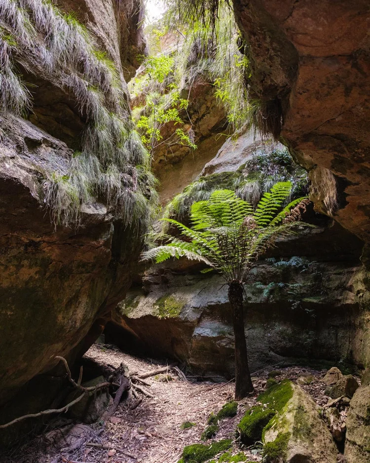 Ferntree Gully: a magical gully and rainforest walk near Mudgee — Walk ...