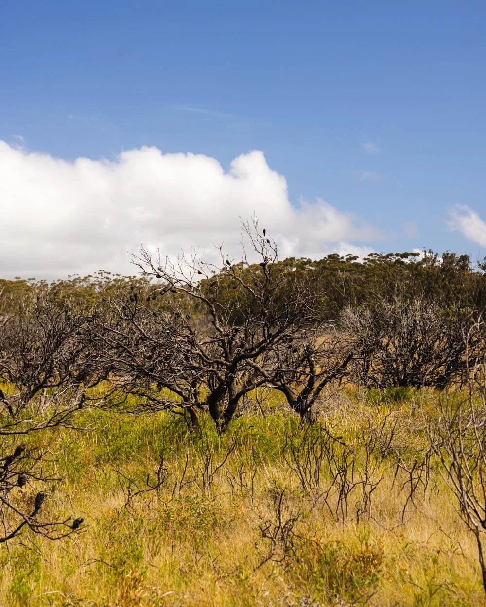 Mount Bushwalker: sunset views and hidden cliff top infinity pools ...