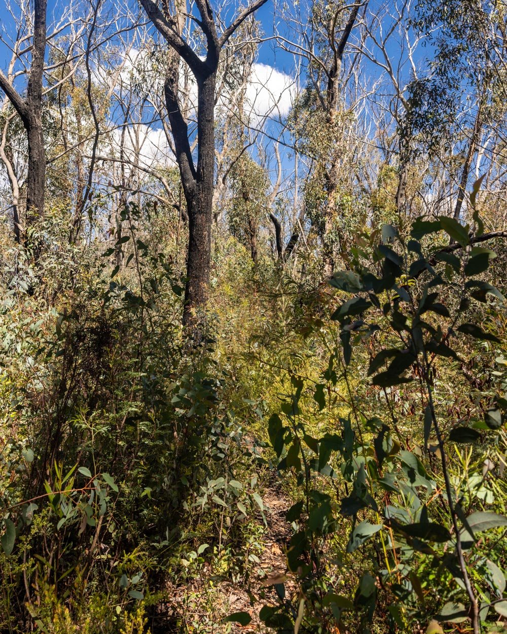 Rain Cave: a majestic hidden cave in the Blue Mountains — Walk My World
