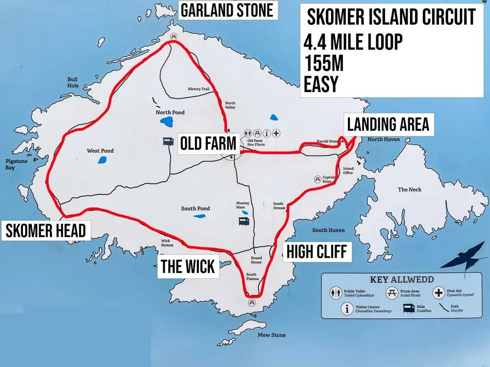 Skomer Island Puffins: is this the best wildlife experience in the UK ...