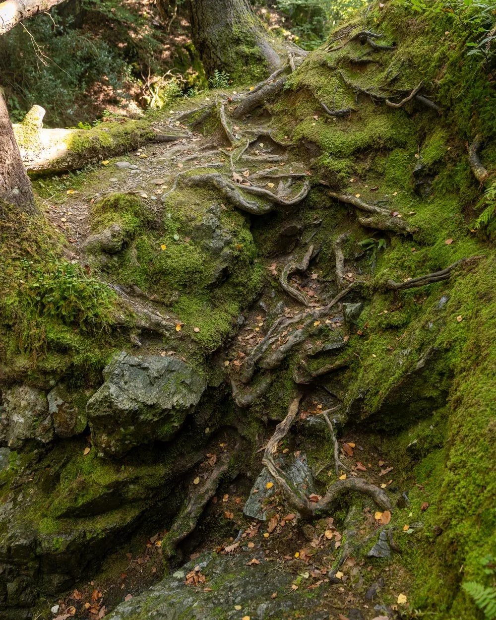The hidden waterfalls of Church Beck: wild swimming in stunning blue ...