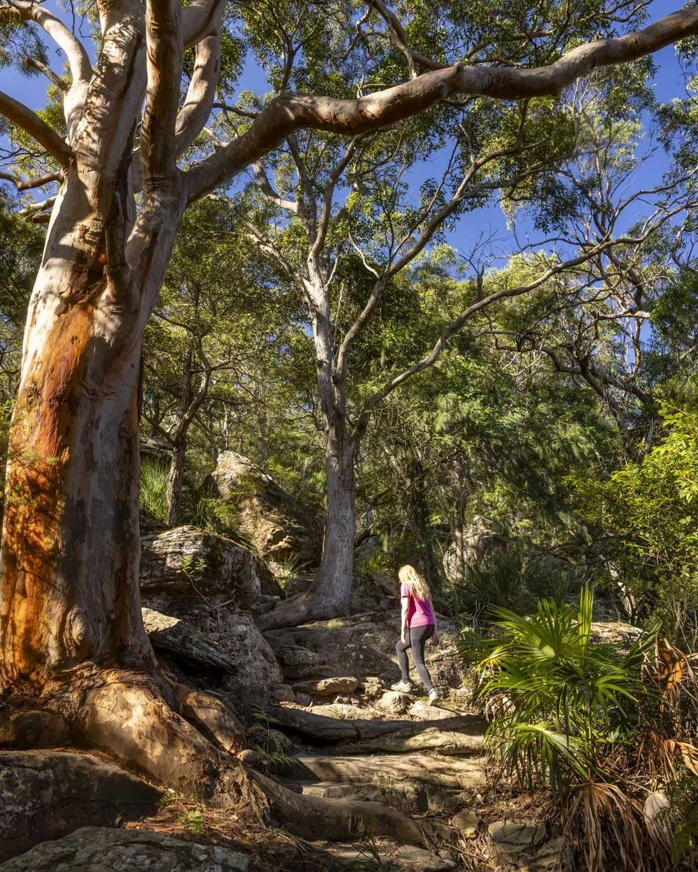 Patonga to Pearl Beach Walk: hidden caves and the secret beach beyond ...