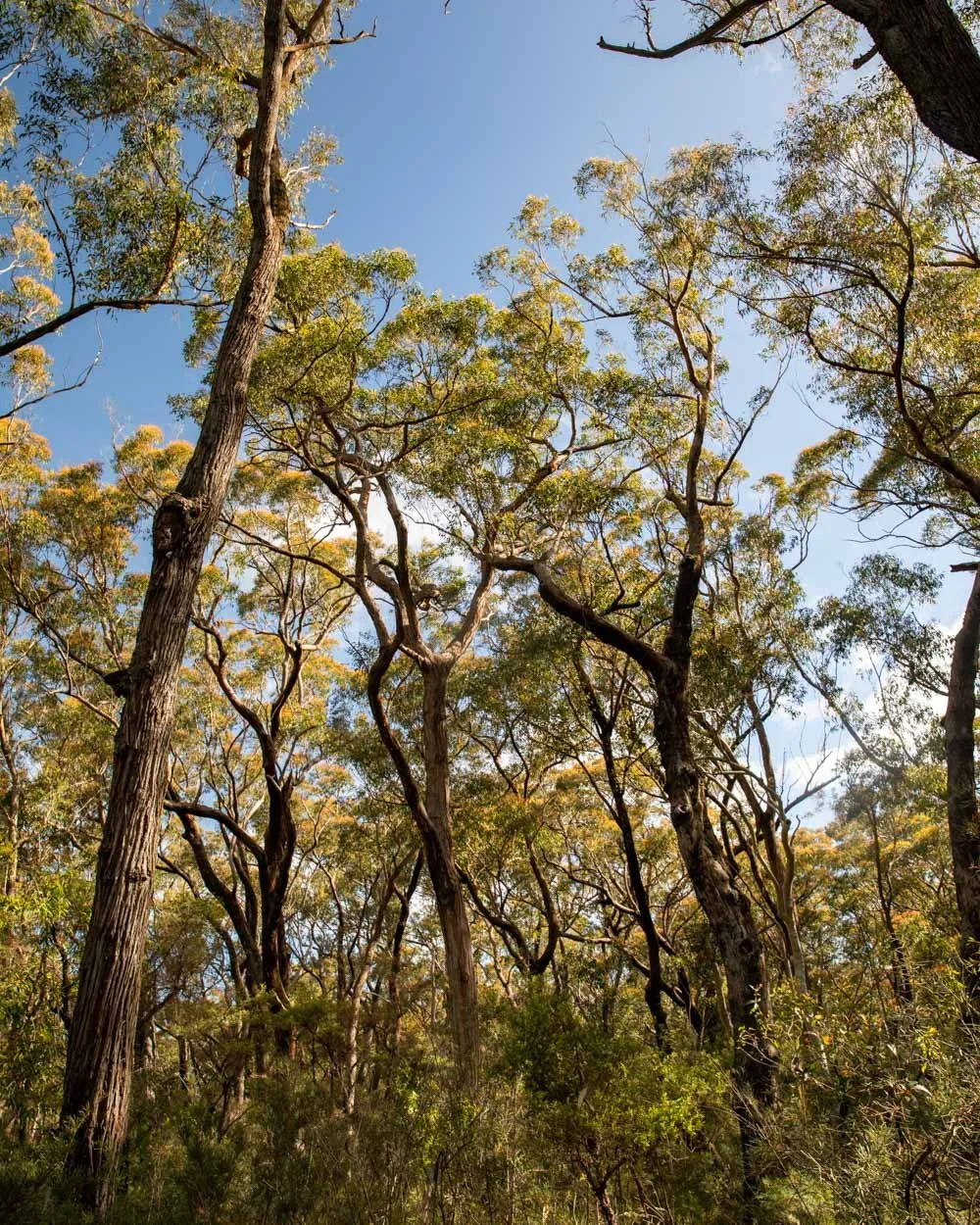 Gunrock Creek Falls: a lesser known waterfall near Fitzroy Falls — Walk ...
