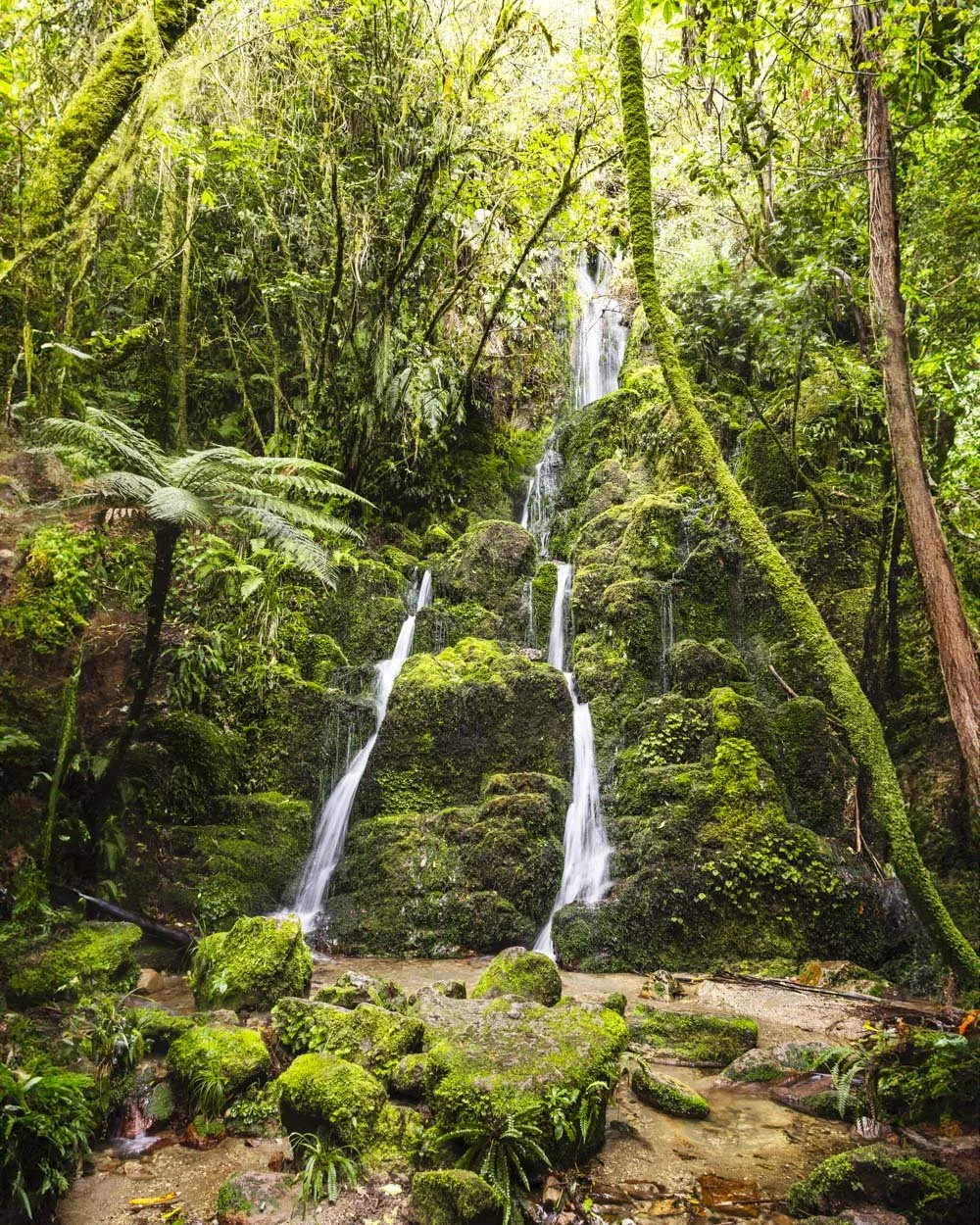 Cascade Falls: Rotorua's secret glow worm waterfall — Walk My World
