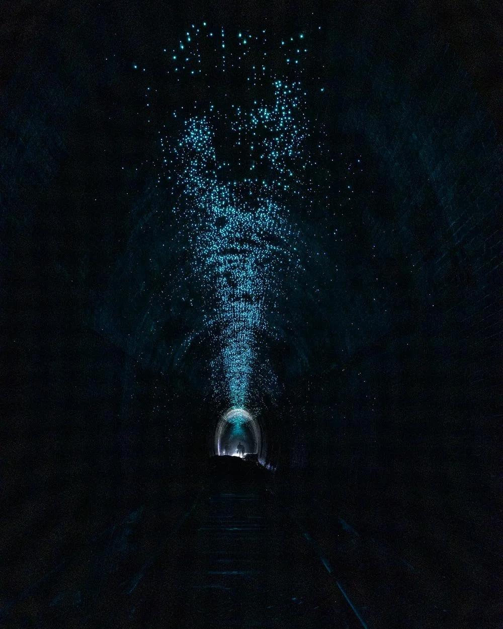 Why you should visit the incredible Helensburgh Glow Worm Tunnel at ...