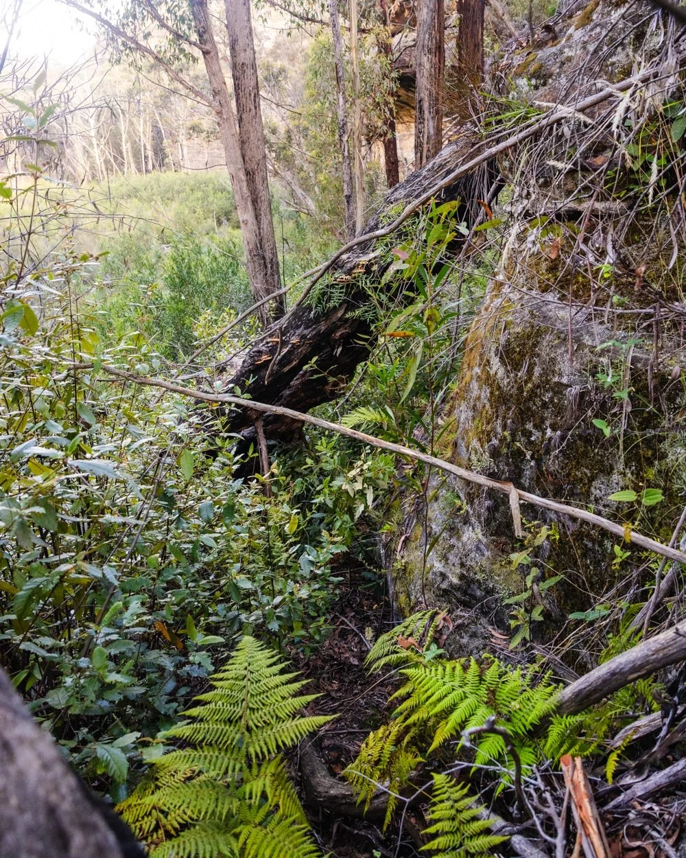 Pool of Diana: wild swimming in the Blue Mountains' hidden paradise ...