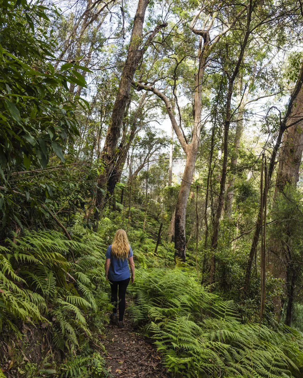 Bundanoon Creek: how to find the secret Fairy Canyon Falls — Walk My World