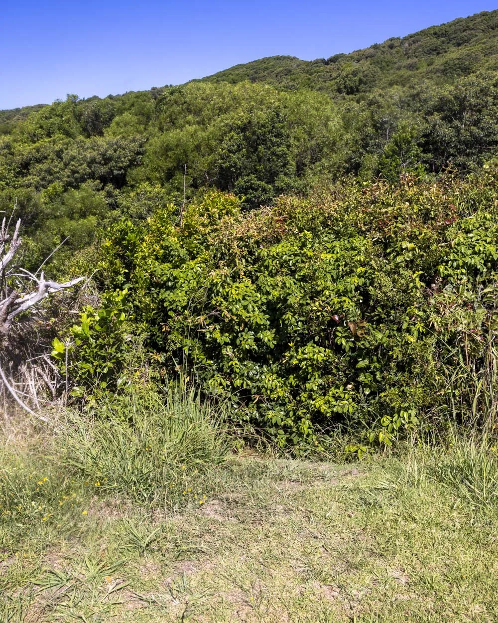 How to find Forster's magical Fairy Pool — Walk My World