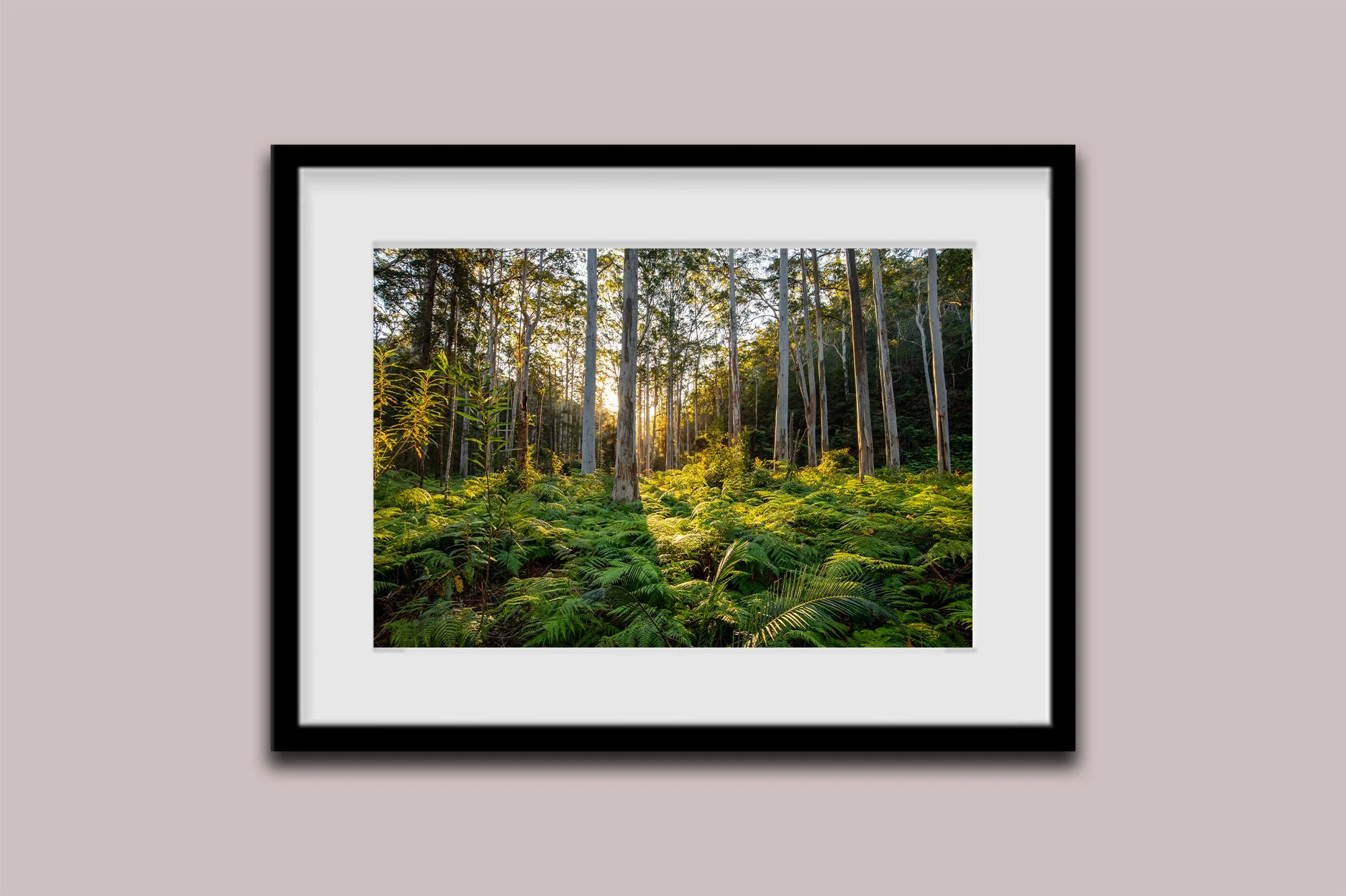 Blue Gum Swamp Print: Blue Mountains — Walk My World