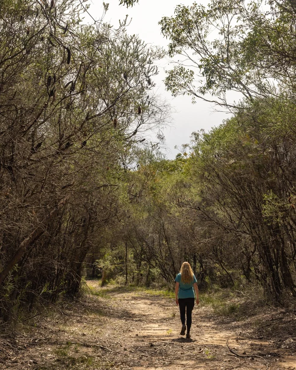 Exactly how to find the Central Coast's incredible Mega Cave — Walk My ...