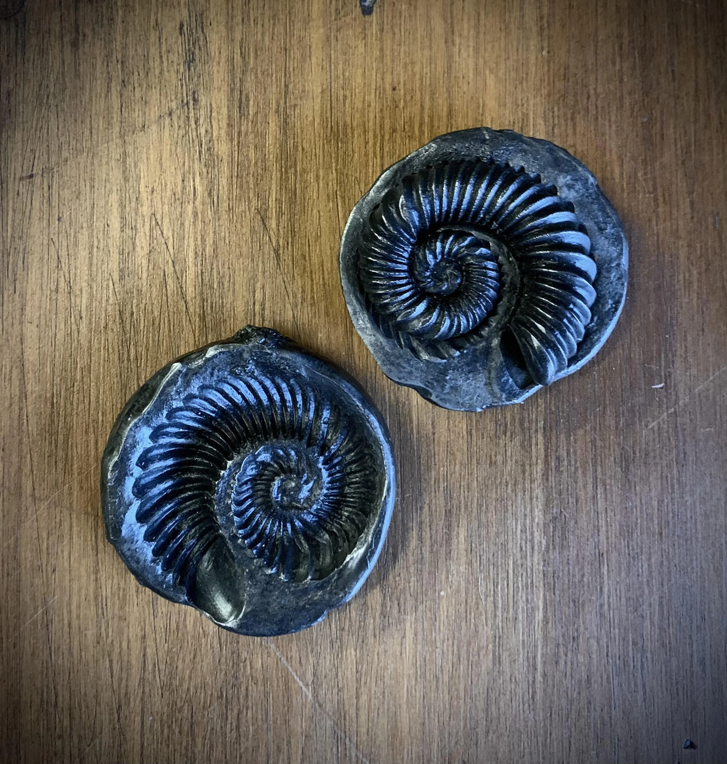 Ammonite Fossil in Rock - Small - Steel Fossil — Kv Artist Blacksmith