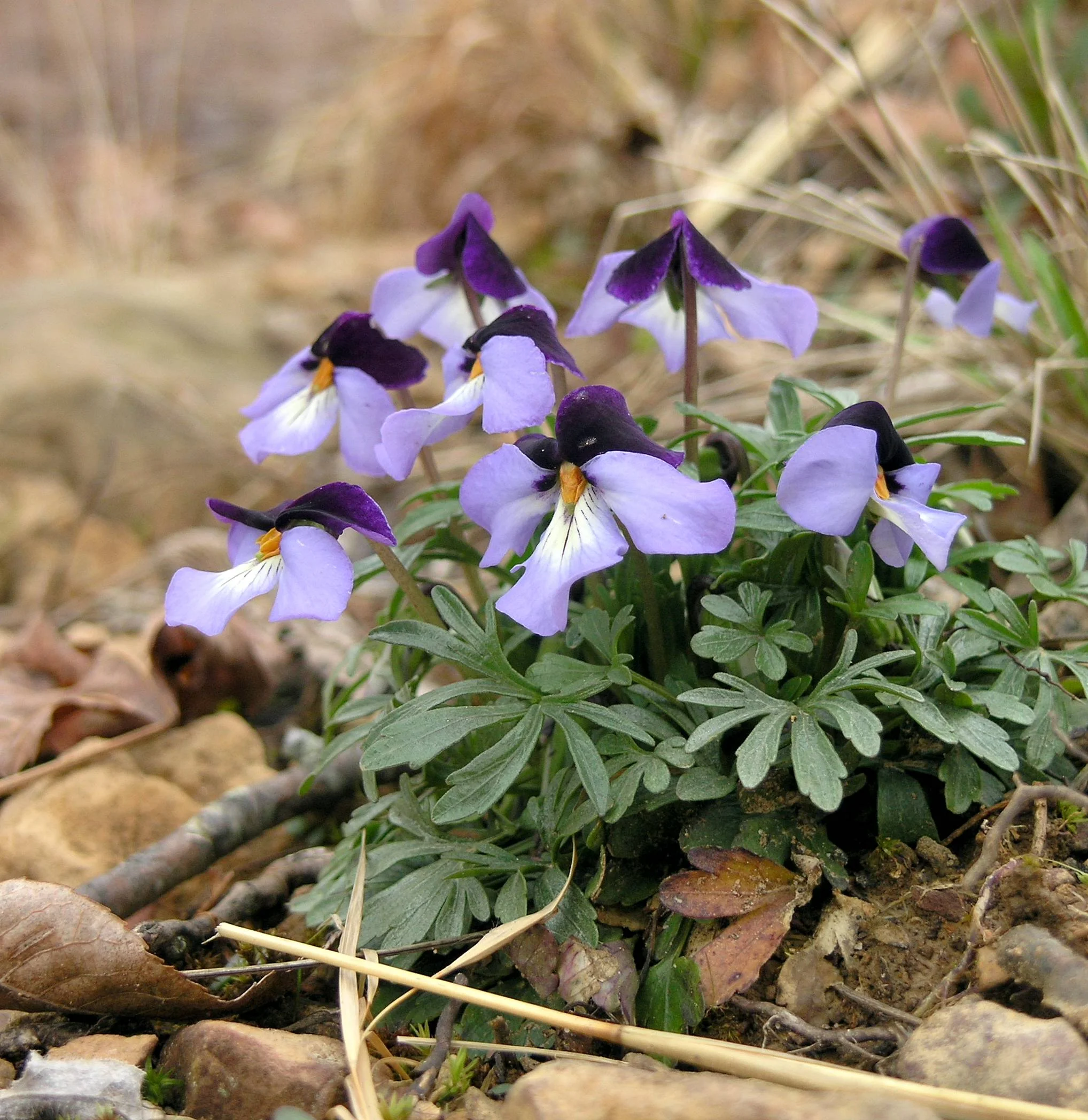BIRD S FOOT VIOLETS Biology The Lost Notes BIRD S FOOT VIOLETS Biology The Lost Notes