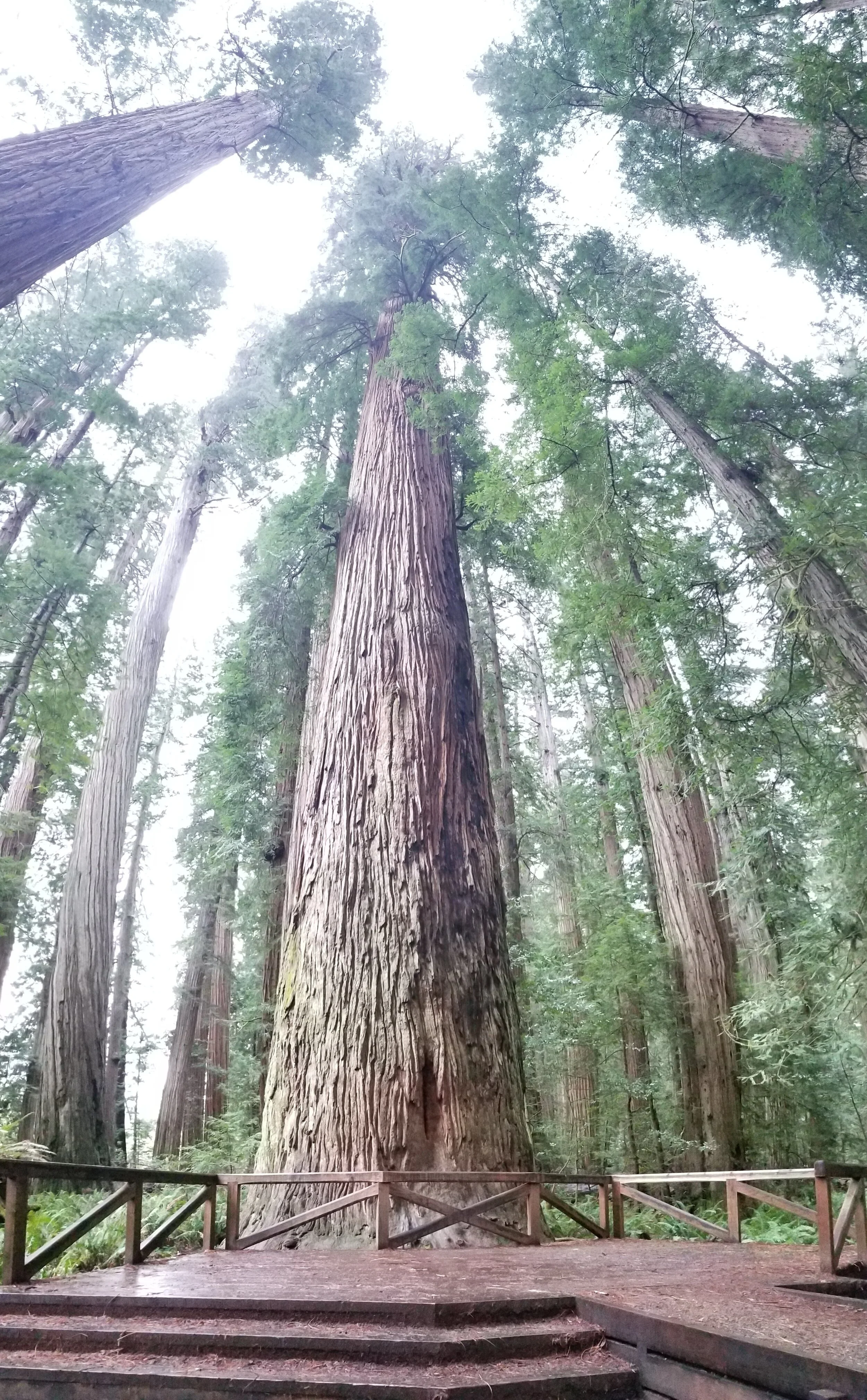 Day Trip to Crescent City