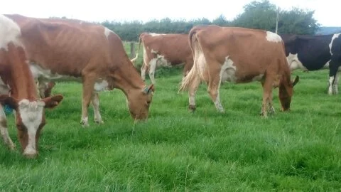 The Excellent Modern Dairy Breed — The World Guernsey Cattle Federation