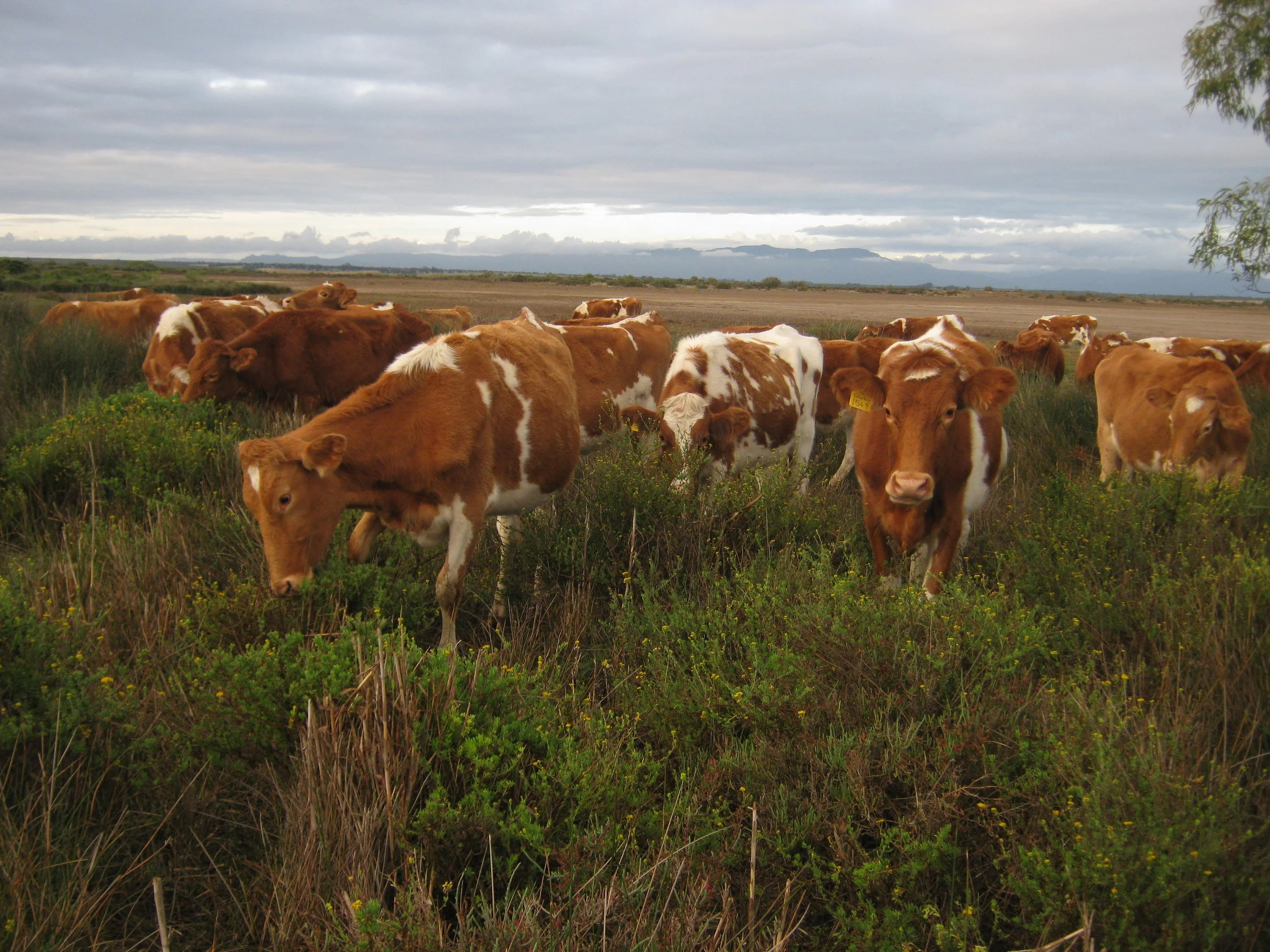 The World Guernsey Cattle Federation
