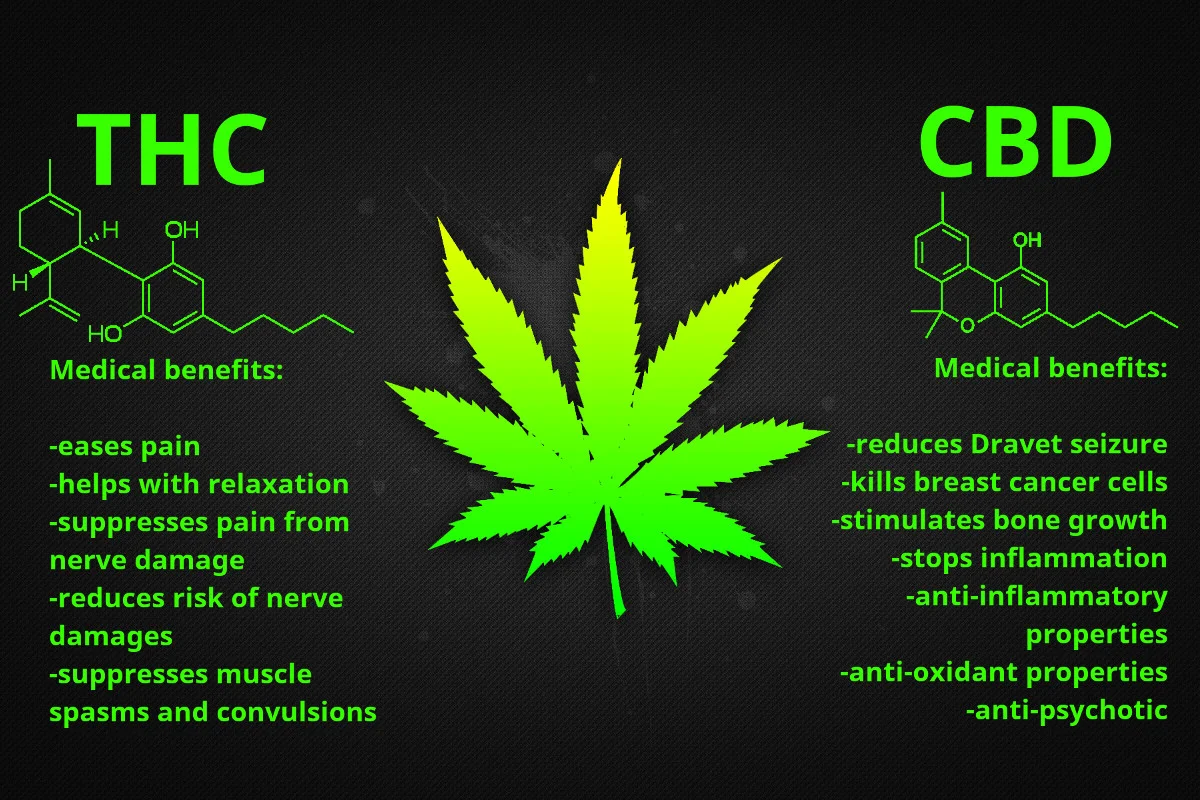 Medical Marijuana Understanding CBD Vs THC TERRAVIDA HOLISTIC CENTERS