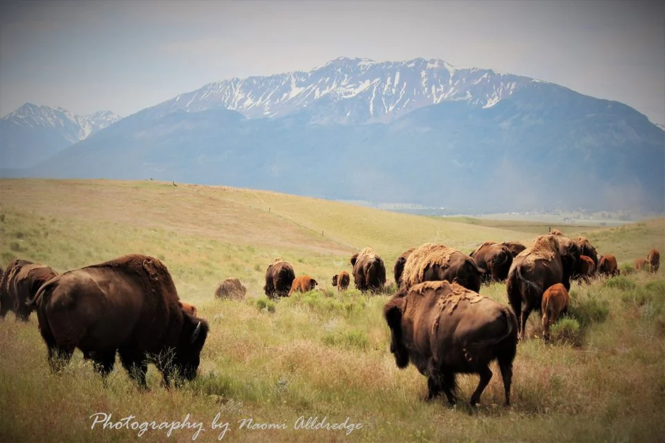 100% Grass Fed | Stangel Bison Ranch | Oregon| Pacific Northwest Raised