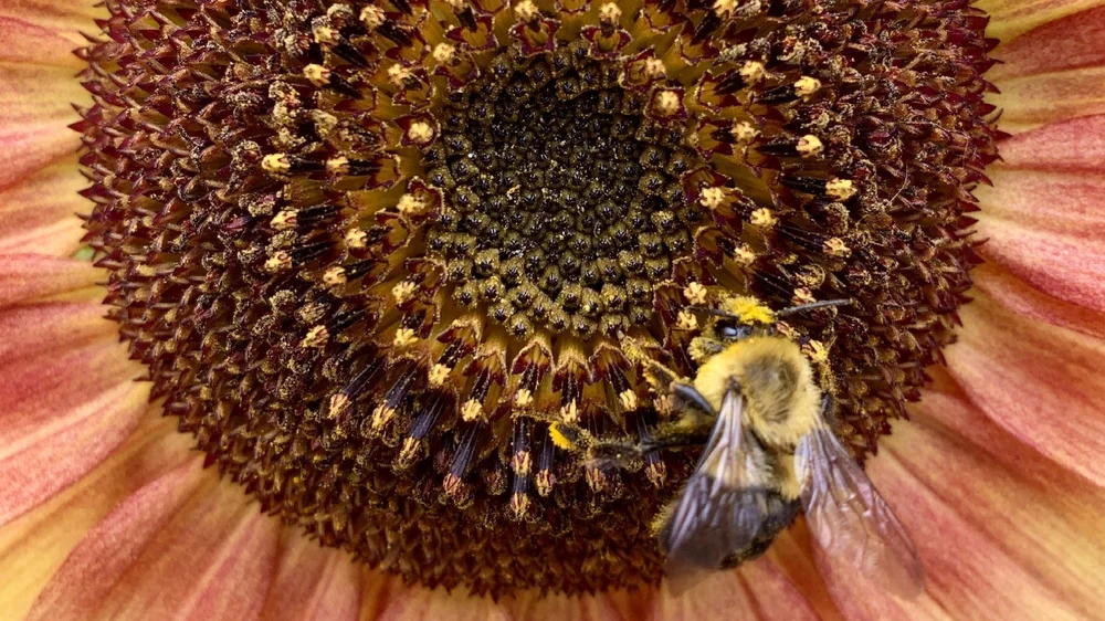 Interspecies Roundtable — Fauna Speak