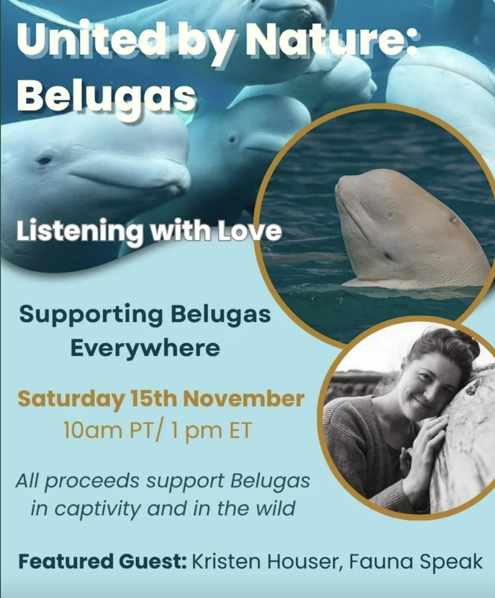 United By Nature: Belugas — Fauna Speak