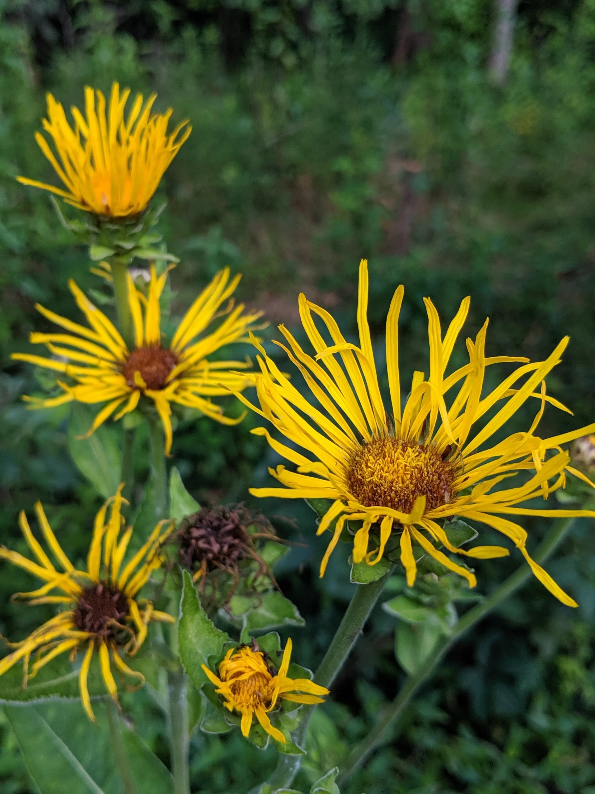 Reclaiming our Breath with Elecampane — Rowan and Sage