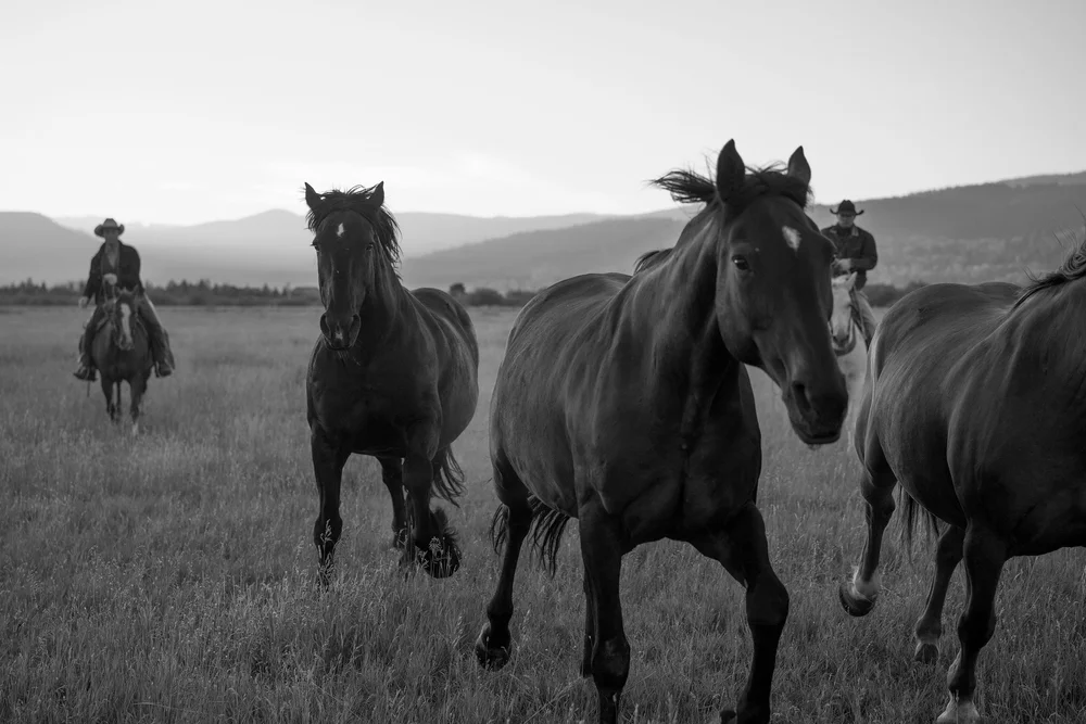 Overview — Diamond Cross Ranch