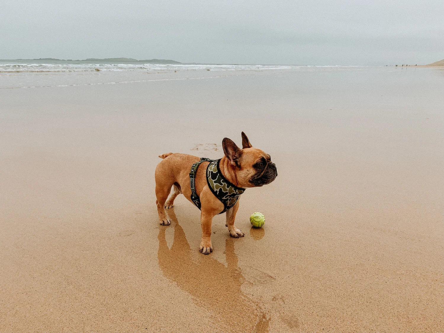 Homemade French[ie] Food -- What We Feed Our French Bulldogs & Why ...