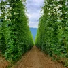 The Story of Hops, A History of Hops — Project Hop