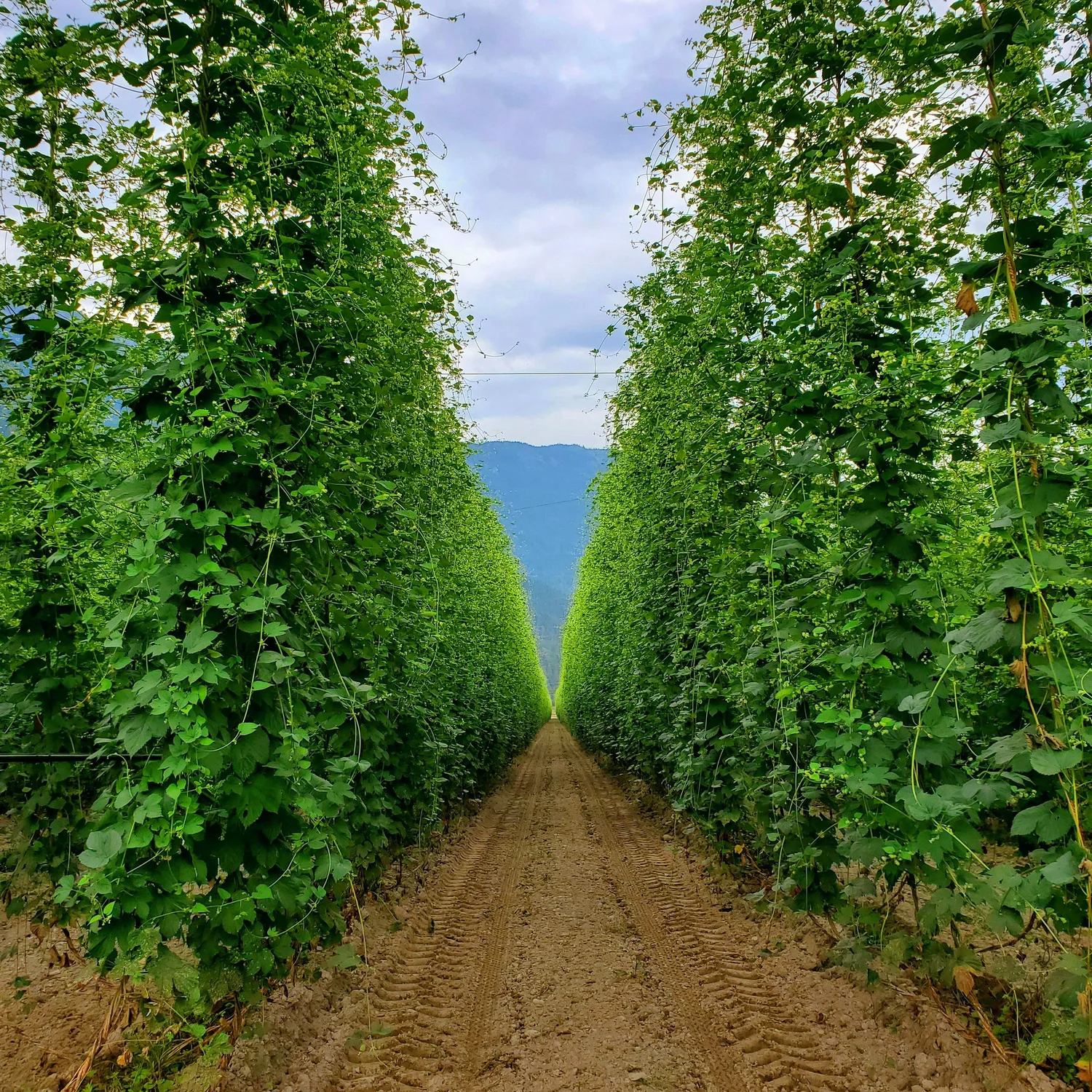 The Story of Hops, A History of Hops — Project Hop