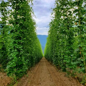 The Story of Hops, A History of Hops — Project Hop
