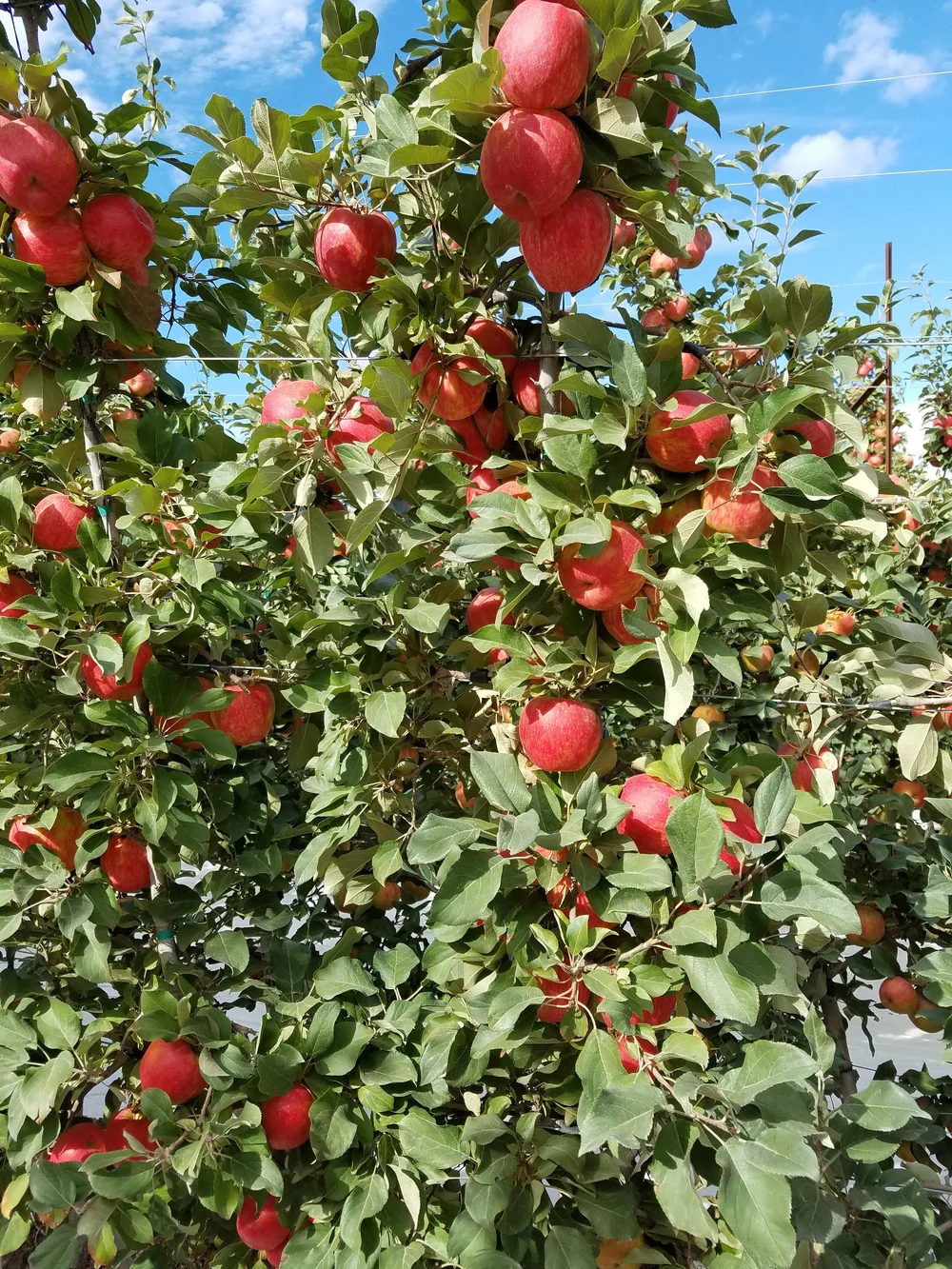 Price Apples