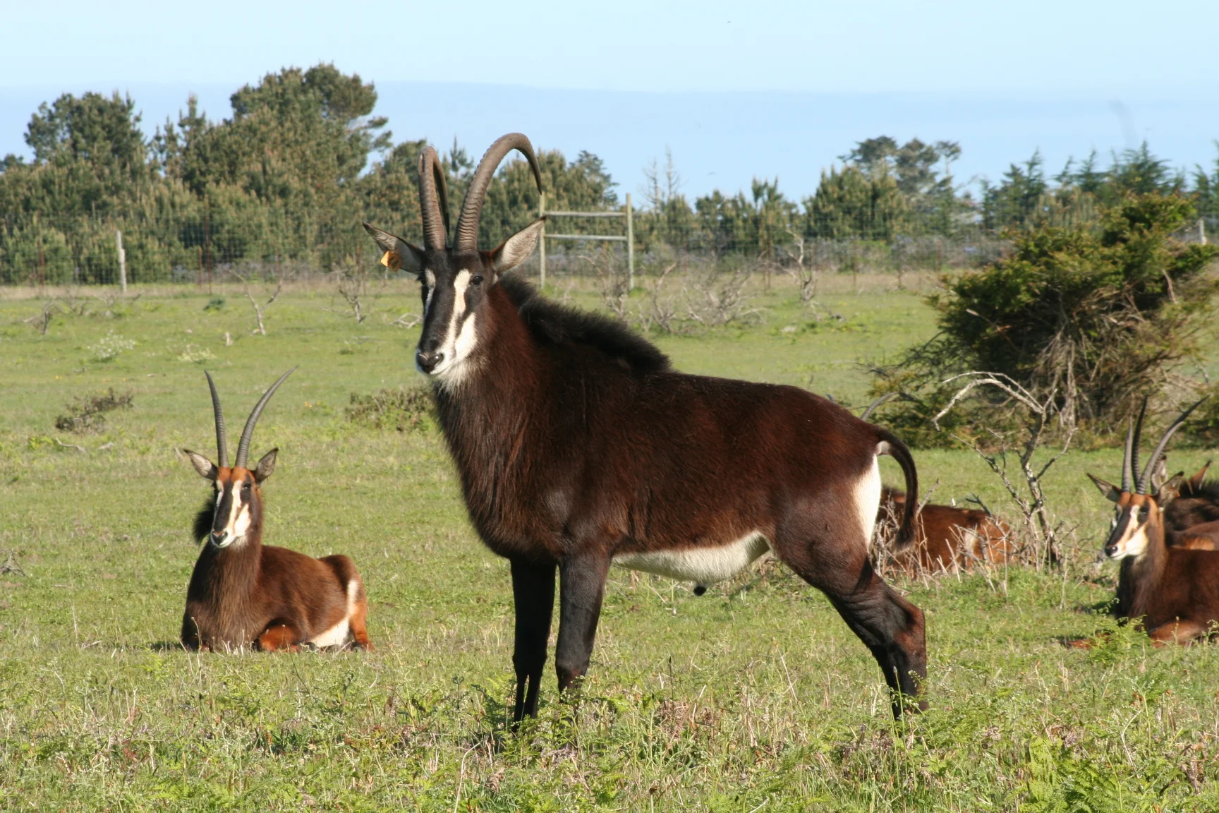 Sable Antelope — B. Bryan Preserve