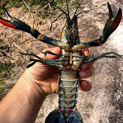 Ohio Aquaculture Association