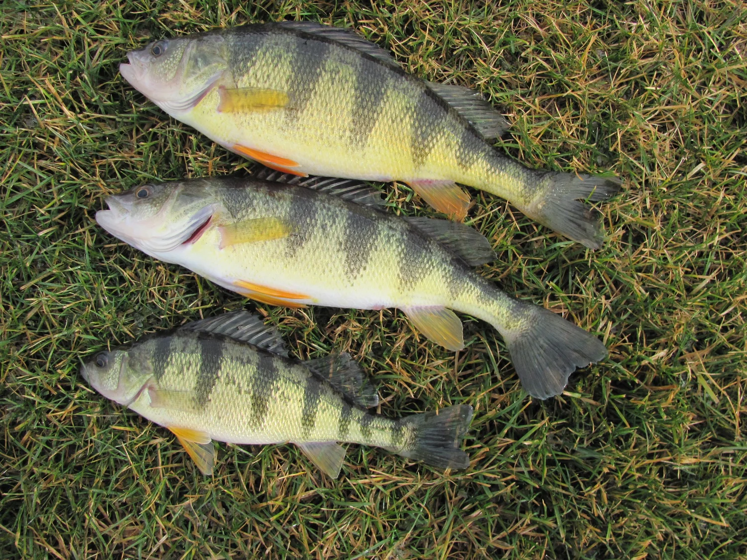 Ohio Aquaculture Association