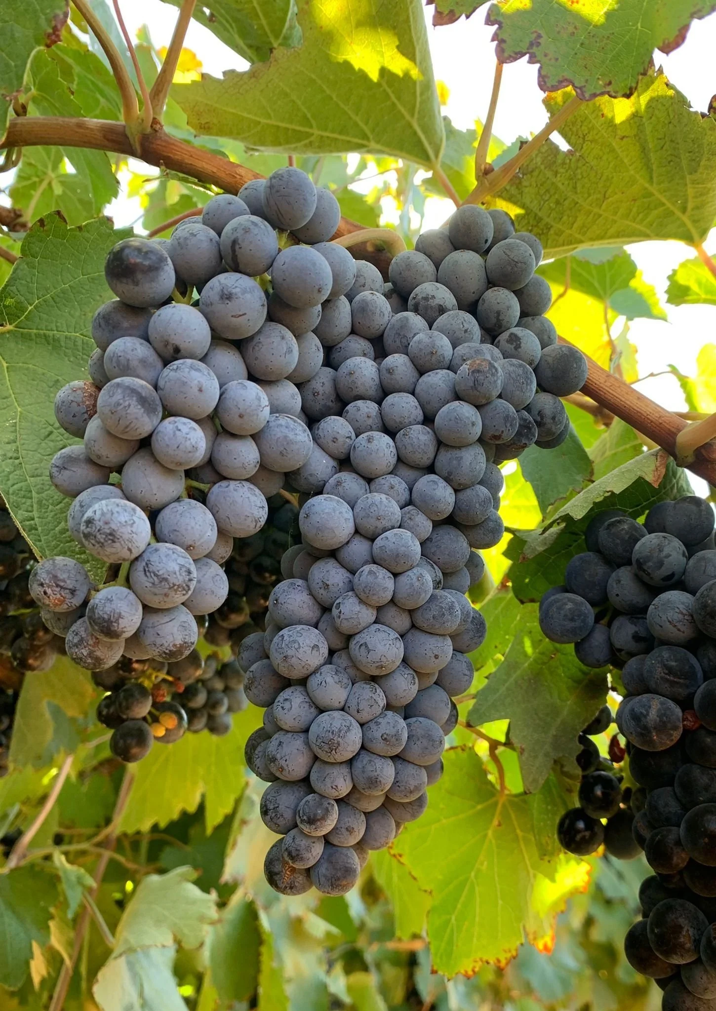 TAP. Wines