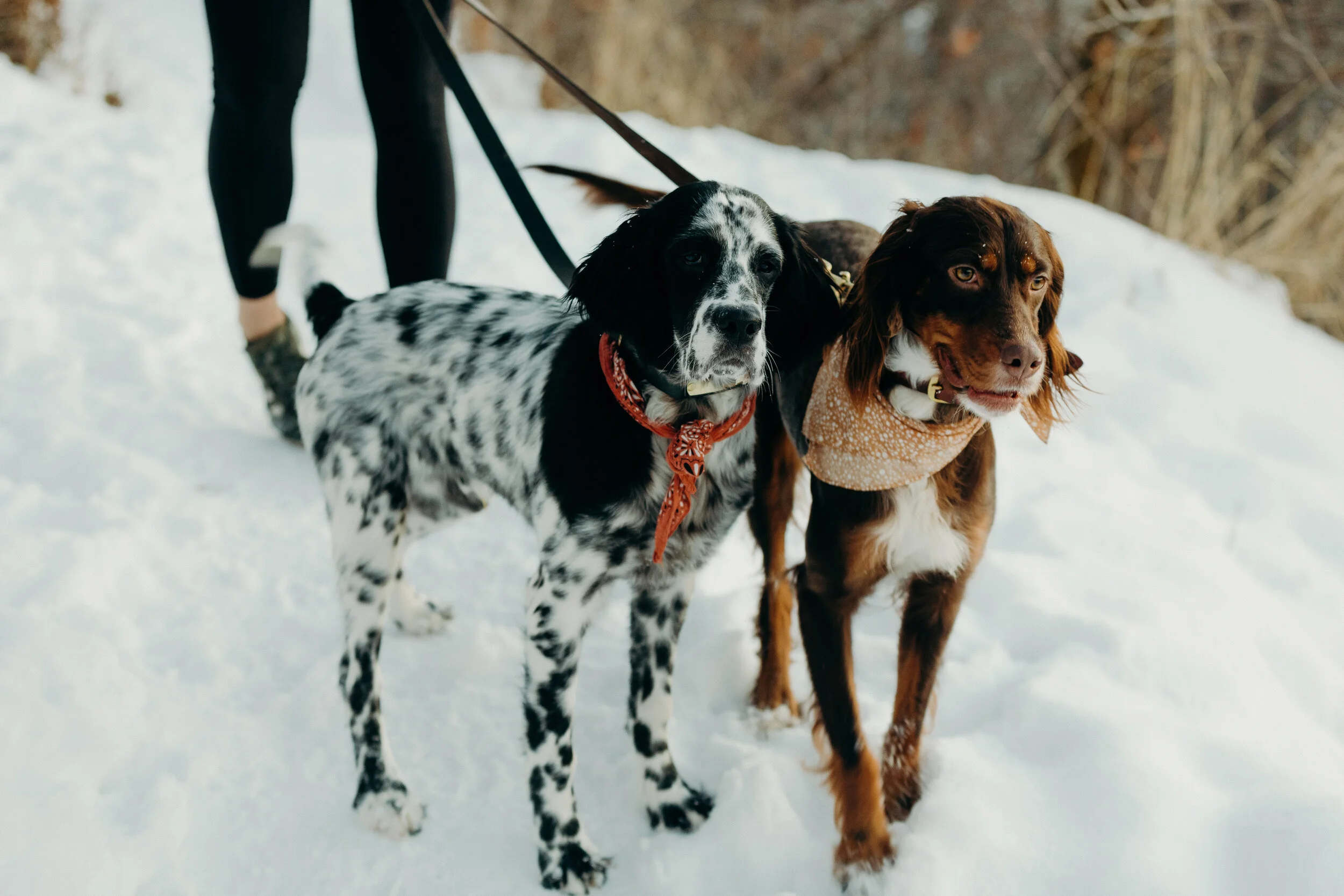 Gordon Setters Dogs In Snow